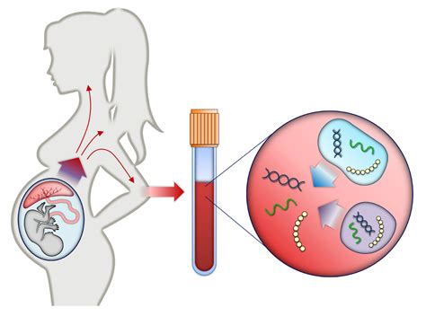 Nipt Test Non Invasive Prenatal Screening Geneton