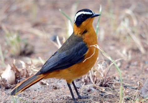 White Browed Robin Chat Birds South Africa