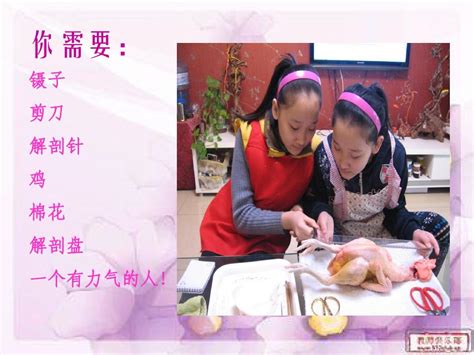 鸡的解剖 word文档在线阅读与下载 免费文档