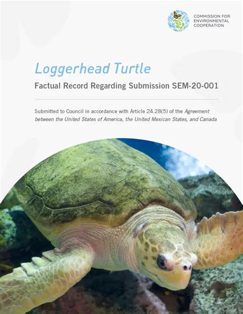 Loggerhead Turtle