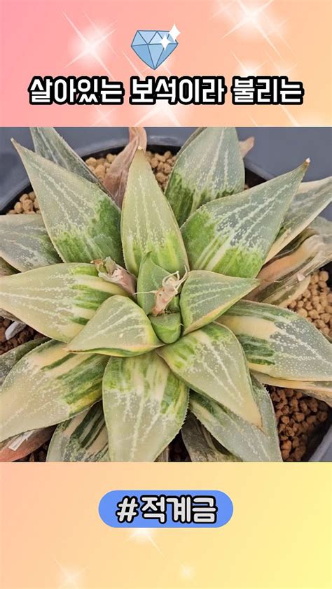 살아있는 보석이라 불리는 하월시아 Succulent 다육이 다육 多肉植物 Plants 하월시아 Haworthia 다육식물 다육이키우기 식물 식물집사