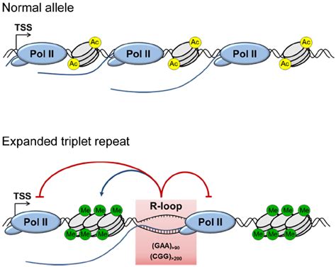 Model For The Role Of R Loops In Mediating FXN And FMR1 Gene Silencing Download Scientific