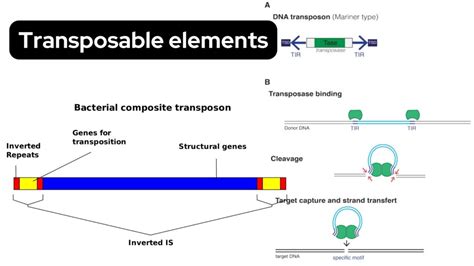 Transposable Elements Definition Types Examples Application