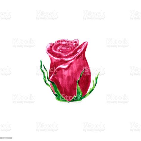 손으로 그린 수채화는 흰색 배경에 장미 스크랩북 디자인 요소 타이포그래피 포스터 청첩장 엽서 라벨 배너 디자인 0명에 대한 스톡 벡터 아트 및 기타 이미지 Istock