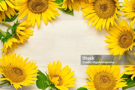 흰색 나무 배경 상단 보기 복사 공간에 노란색 해바라기로 만든 프레임 아름다운 신선한 해바라기 노란색 꽃 꽃다발 수확 시간 농업 농업 가을 또는 여름 꽃 배경 0명에 대한