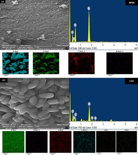 Scanning Electron Micrographs Sem And Edx Spectrum Of A Activated Download Scientific Diagram