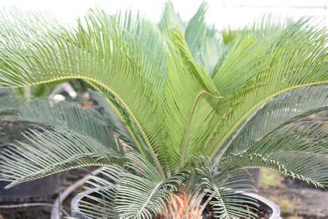 Cycas Revoluta Creekside Nursery