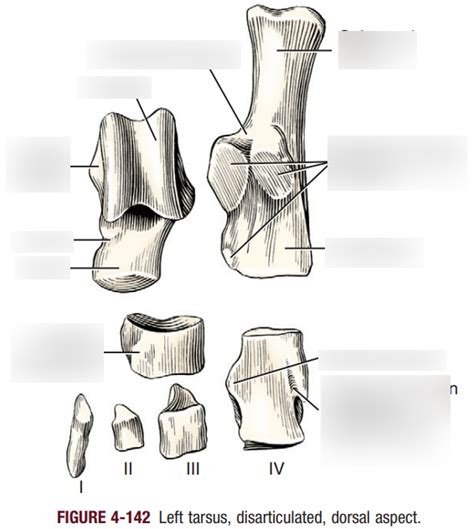 No 19 5 Left Tarsus Disarticulated Dorsal Aspect Diagram Quizlet