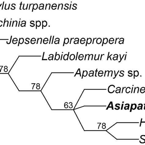 A Fragment Of The Majority Rule 50 Consensus Tree Of 19 Most