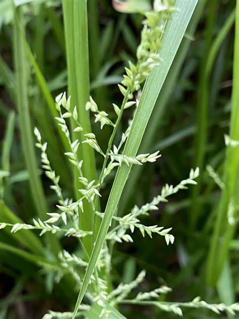 Record 1044260 Details Maryland Biodiversity Project