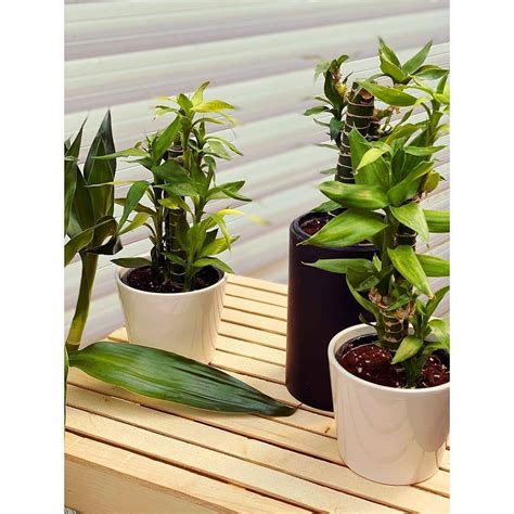 ‎bonsai🌱 پلنت لند بنسای‎ ‎نور نداری؟و دنبال می خوای گیاه داشته