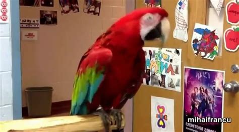Funny Parrots Dancing Compilation Comedy Videos Funny Parrots