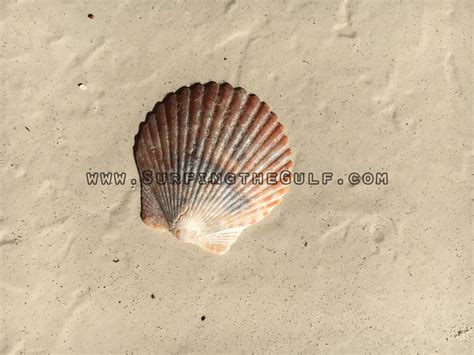 Shell Identification SurfingtheGulf Com