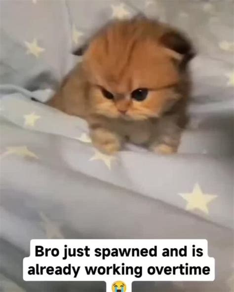 I Would Be Mad Too Tumbex
