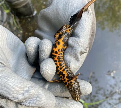 Great Crested Newt Mitigation Ponds Emec Ecology Ntu