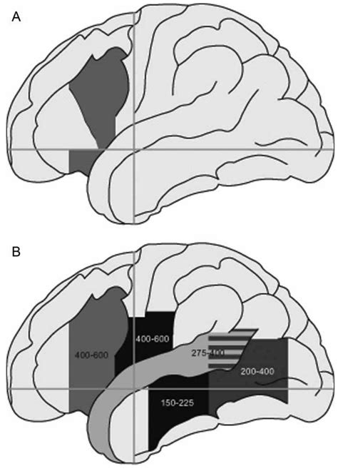A Schematic Representation Of Brain Regions Showing