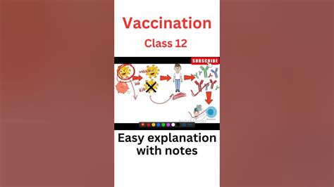 Vaccination And Immunisation Class 12 Humanhealthanddisease