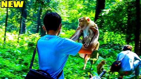 You Are Not New Abandoned M Onkey Libby Rejected Her Ex Owner To Go