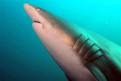 26 Facts About Gills