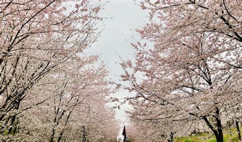 낮에는 분홍색 잎 나무 사진 Unsplash의 무료 이름 없는 도로 이미지