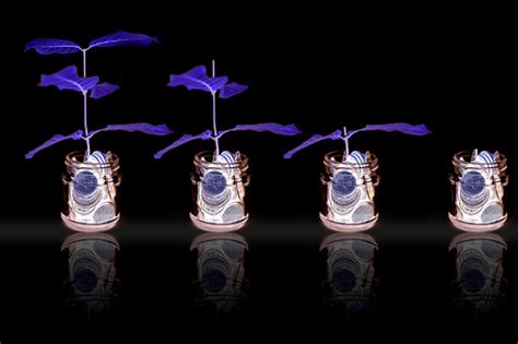 동전과 식물로 가득 찬 유리 항아리가 그것을 통해 자라고 있습니다 저축 이자 고정 예금 연금 사회 보장 수표의 개념 반사와 흰색에 고립 뮤추얼 펀드에 대한 스톡 사진 및