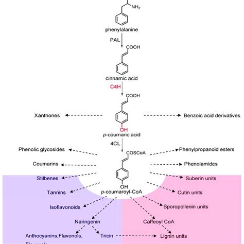 Schematic View Of Some Branches Of The Phenylpropanoid Pathway Pal