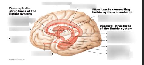 Diagram Of Functional Anatomy Of The Limbic System Quiz Set To Answer With Term Quizlet