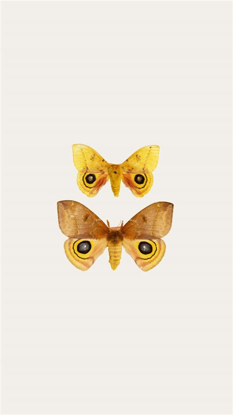 Download Io Moth Displaying Eye Spots Wallpaper