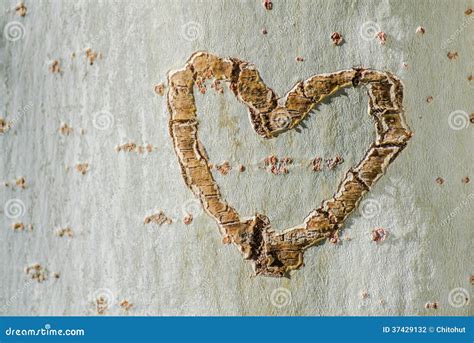 Heart In A Tree Stock Photo Image Of Crack Macro Organic