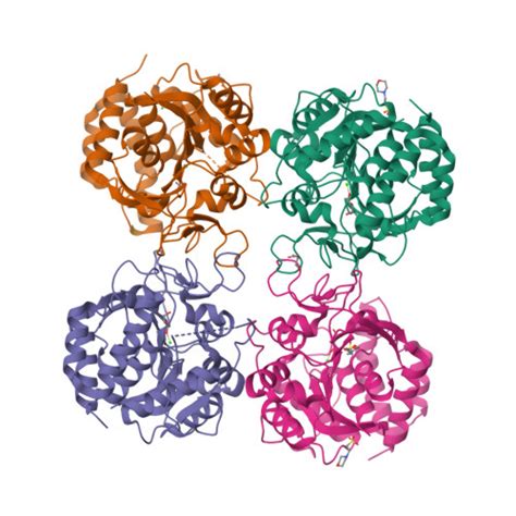 Rcsb Pdb 8ctm Crystal Structure Of The Nucleoside Hydrolase From Leishmania Donovani