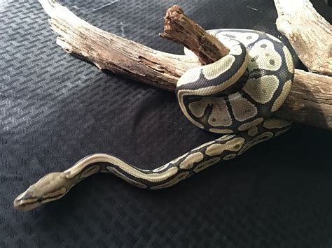 Reticulated Python Tanda Exotics