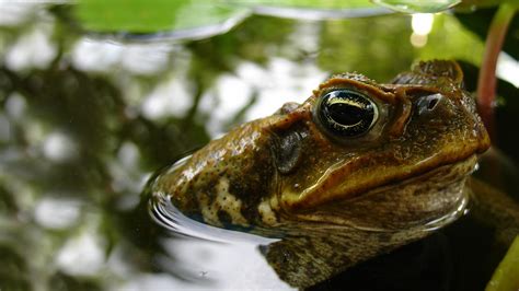 National Geographic Specials Invasion Of The Killer Toads Knowledgeca