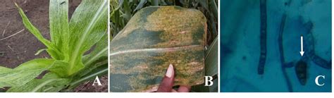A Symptoms Of Maize Streak Due To Maize Streak Virus B Curvularia