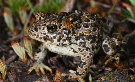Yosemite Toad Exploring Its Biology Behavior And Habitat