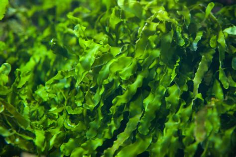 Types Of Seaweed
