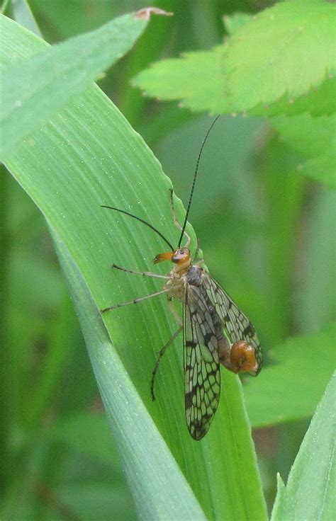 Scorpionfly This Is A Male Scorpionfly In The Genus Panorp Flickr