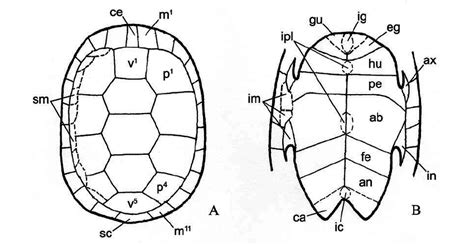 Nomenclature Of The Horny Scales Of The Turtle Shell A Carapace B