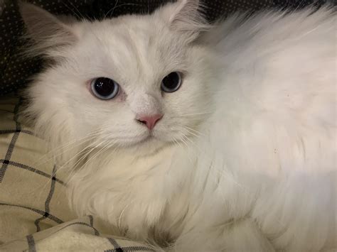 페르시안 제리 고양이 책임분양 ♥ 강아지무료분양 고양이무료분양 유기견입양 아이조아요양보호소