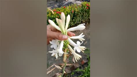 রজনী গন্ধা ফুল Shorts Vairal Short Youtube