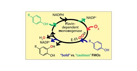 Enzyme Kinetics Of Different Types Of Flavin Dependent Monooxygenases Determine The Observable