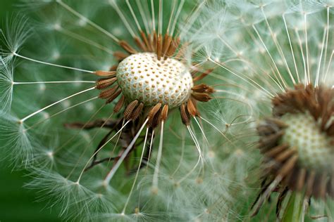 Genetic Effects Of Chronic Habitat Fragmentation In A Wind Pollinated