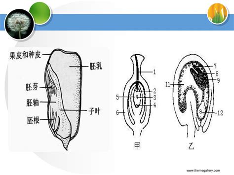 Ppt 第十二章 植物 的成熟和衰老生理 Powerpoint Presentation Id5679053