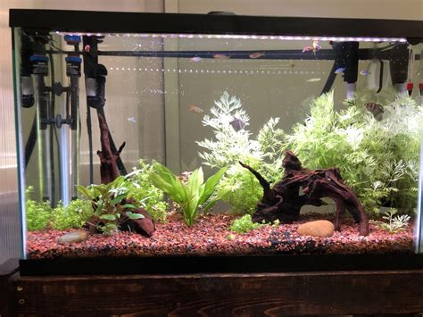 What Is This Algae Growth On Substrate R Plantedtank