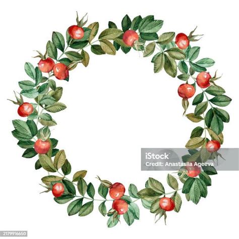 로즈 엉덩이 흰색 배경에 수채화 화 환 잎과 빨간 열매의 사각형 테두리 약용 차 화장품의 라벨 및 포장 디자인을 위한 템플릿입니다 웨딩 카드 0명에 대한 스톡 벡터 아트 및