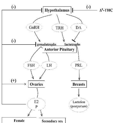 A Simplified Representation Of The Hypothalamic Pituitary Ovarian Hpo