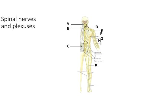 Spinal Nerves And Plexus Diagram Quizlet Spinal Nerves And Plexus Diagram Quizlet