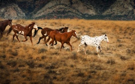 Wild Horses Running Wallpaper