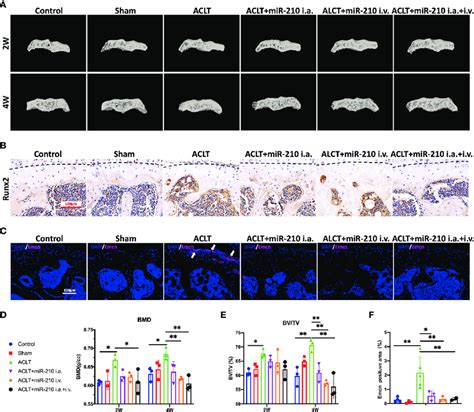 Oa Alleviation By Mir 210 3p Overexpression Is Attributable To The