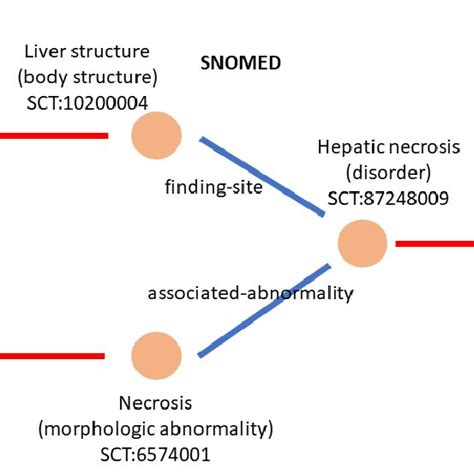 Example Mapping Between Preclinical And Clinical Terms Using Snomed Ct Download Scientific
