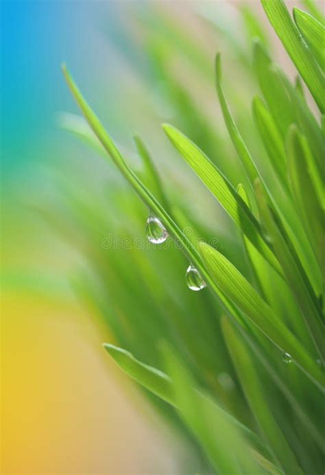 Spring Grass Stock Image Image Of Spring Life Green 514013